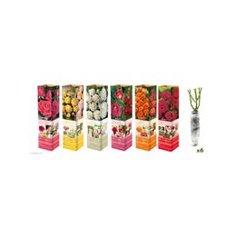 GARDENZO 6er-Set: Gro&szlig;bl&uuml;tige Rosen in Bunt | Gr.: onesize