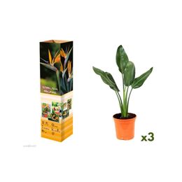 GARDENZO 3er-Set: Strelitzia reginae Paradiesvogel | Gr.: onesize
