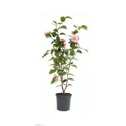 GARDENZO Kamelienstrauch "Japanische Rose" in Rosa | Gr.: onesize