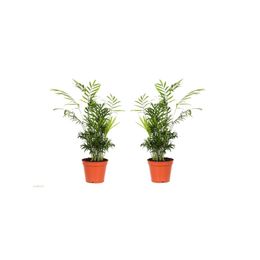 GARDENZO 2er-Set: Mexikanische Bergpalme | Gr.: onesize