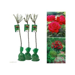 GARDENZO 3er-Set: XXL Gro&szlig;bl&uuml;tige Stielrosen in Rot | Gr.: onesize