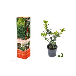 GARDENZO 3er-Set: Ilex meserveae 'Blue Maid' | Gr.: onesize