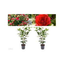 GARDENZO 2er-Set: Kamelienstrauch "Japanische Rose" XL in Rot | Gr.: onesize