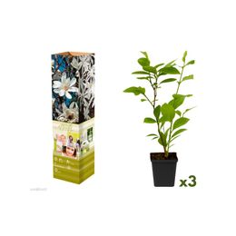 GARDENZO 3er-Set: Magnolien Stellata in Bunt | Gr.: onesize
