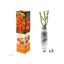 GARDENZO 3er-Set: Gro&szlig;bl&uuml;tige Rosen in Orange | Gr.: onesize