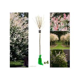 GARDENZO 4er-Set: XXL Salix Hakuro Nishiki in Rosa | Gr.: onesize
