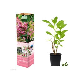 GARDENZO 6er-Set: pan. 'Pink Diamond' Hortensien in Rosa | Gr.: onesize
