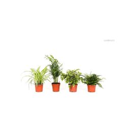 GARDENZO 4er-Set: Wartungsarme Zimmerpflanzen | Gr.: onesize