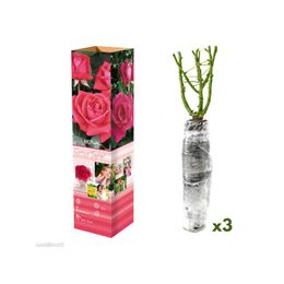 GARDENZO 3er-Set: Gro&szlig;bl&uuml;tige Rosen in Rosa | Gr.: onesize