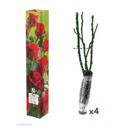 GARDENZO 4er-Set: Duftende gro&szlig;blumige Gartenrosen in Rot | Gr.: onesize