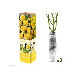 GARDENZO 3er-Set: Polyantha-Rosen in Gelb | Gr.: onesize