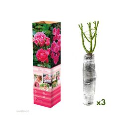 GARDENZO 3er-Set: Polyantha-Rosen in Rosa | Gr.: onesize