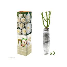 GARDENZO 3er-Set: Gro&szlig;bl&uuml;tige Rosen in Wei&szlig; | Gr.: onesize