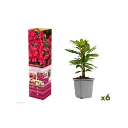 GARDENZO 6er-Set: Rhododendron Nova Zembla in Rot | Gr.: onesize