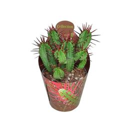 MeinVIPShop Wolfsmilch Euphorbia Enopla | Gr.: onesize
