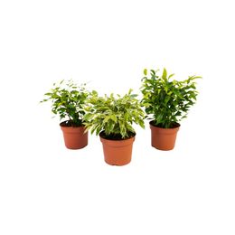 GARDENZO 3er-Set: Feigen Ficus Weeping | Gr.: onesize
