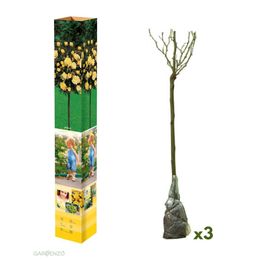 GARDENZO 3er-Set: Mini-Stamm Rosen in Gelb | Gr.: onesize