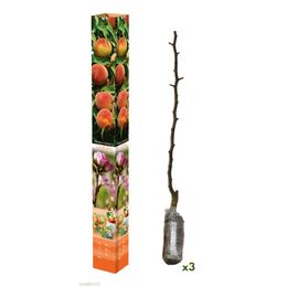 GARDENZO 3er-Set: Pfirsich Redheaven Obstb&auml;ume in Bunt | Gr.: onesize