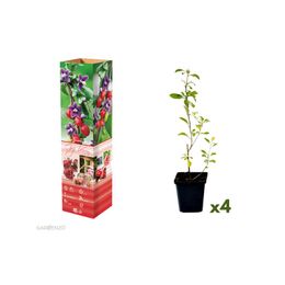 GARDENZO 4er-Set: Goji-Beeren Superfood-Pflanzen in Rot | Gr.: onesize