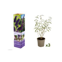 GARDENZO 3er-Set: Schmetterlingspflanzen Davidii in Schwarz/Violett | Gr.: onesize