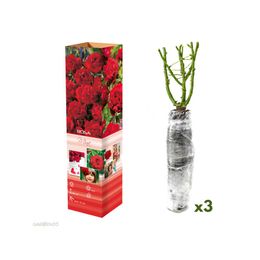 GARDENZO 3er-Set: Polyantha-Rosen in Rot | Gr.: onesize