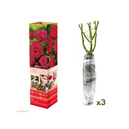GARDENZO 3er-Set: Gro&szlig;bl&uuml;tige Rosen Rosen in Rot | Gr.: onesize