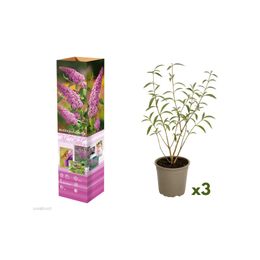 GARDENZO 3er-Set: Schmetterlingspflanzen Davidii in Rosa | Gr.: onesize