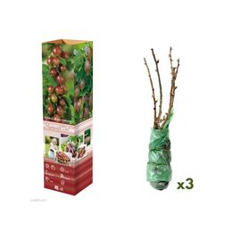 GARDENZO 3er-Set: Stachelbeeren in Rot | Gr.: onesize