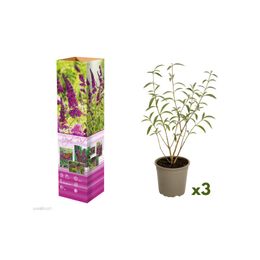 GARDENZO 3er-Set: Schmetterlingspflanzen Davidii in Purpurrot | Gr.: onesize