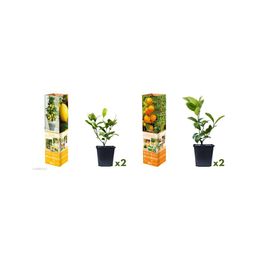 GARDENZO 4er-Set: Pflanzen Citrus Mix in Bunt | Gr.: onesize