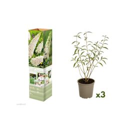 GARDENZO 3er-Set: Schmetterlingspflanzen Davidii in Wei&szlig; | Gr.: onesize