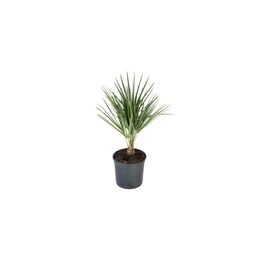 GARDENZO Chamaerops humilis Mittel | Gr.: onesize