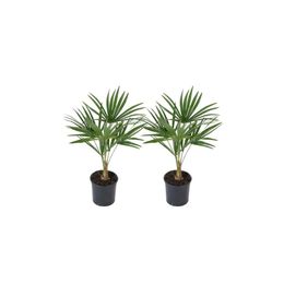 GARDENZO 2er-Set: Trachycarpus fortunei Mittel | Gr.: onesize