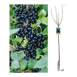 GARDENZO 2er-Set: Beeren auf Stamm in Schwarz | Gr.: onesize
