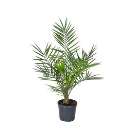 GARDENZO Phoenix canariensis Gro&szlig; | Gr.: onesize