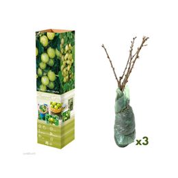 GARDENZO 3er-Set: Stachelbeeren Gr&ouml;n | Gr.: onesize