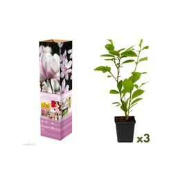 GARDENZO 3er-Set: Magnolien Soulangeana in Dunkel Rosa | Gr.: onesize