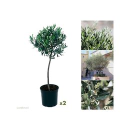 GARDENZO 2er-Set: Olivenb&auml;ume XL | Gr.: onesize