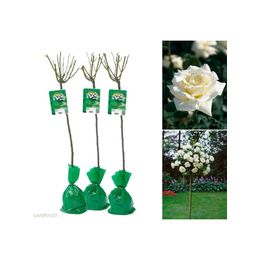 GARDENZO 3er-Set: XXL Gro&szlig;bl&uuml;tige Stielrosen in Wei&szlig; | Gr.: onesize