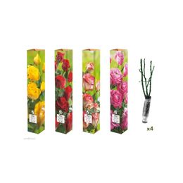 GARDENZO 4er-Set: Duftende gro&szlig;blumige Gartenrosen in Bunt | Gr.: onesize