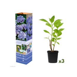 GARDENZO 3er-Set: Macrophylla Hortensien in Blau | Gr.: onesize