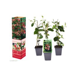 GARDENZO 3er-Set: Lonicera periclymenum in Bunt | Gr.: onesize