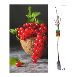 GARDENZO 2er-Set: Beeren auf Stamm Johannisbeere in Rot | Gr.: onesize