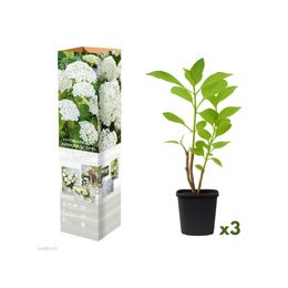 GARDENZO 3er-Set: arb. 'Annabelle' Hortensien in Wei&szlig; | Gr.: onesize