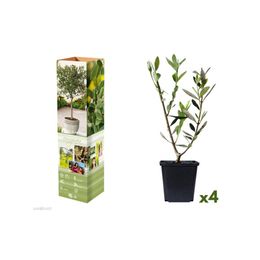 GARDENZO 4er-Set: Planzen Oliven | Gr.: onesize