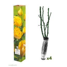 GARDENZO 4er-Set: Duftende gro&szlig;blumige Gartenrosen in Gelb | Gr.: onesize