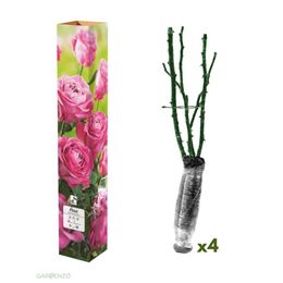 GARDENZO 4er-Set: Duftende gro&szlig;blumige Gartenrosen in Rosa | Gr.: onesize