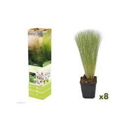 GARDENZO 8er-Set: Stipa Zwerg-Federgras | Gr.: onesize