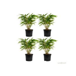 GARDENZO 4er-Set: Fargesia (Schrimbambus) Medium nicht wuchernd | Gr.: onesize