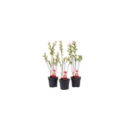 GARDENZO 3er-Set: Salix Buschpflanzen | Gr.: onesize